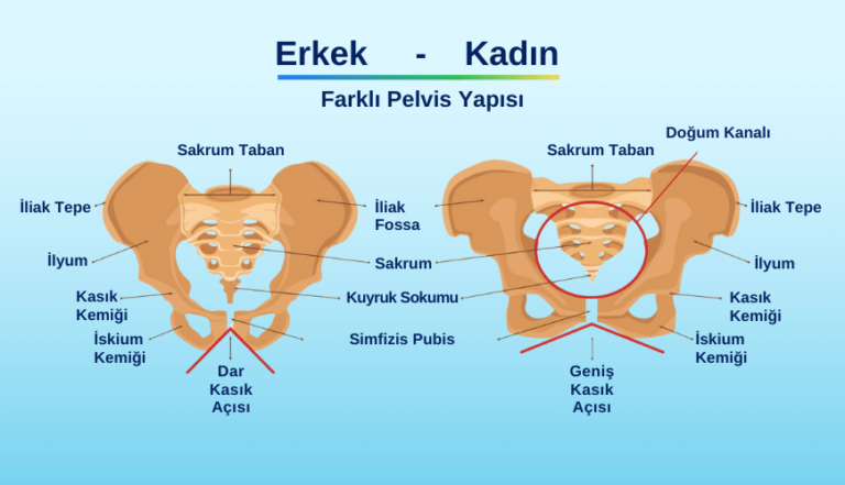 Pelvis Nedir? Pelvik Ağrılarınızın Nedeni Ne Olabilir? | Kayhan Turan ...