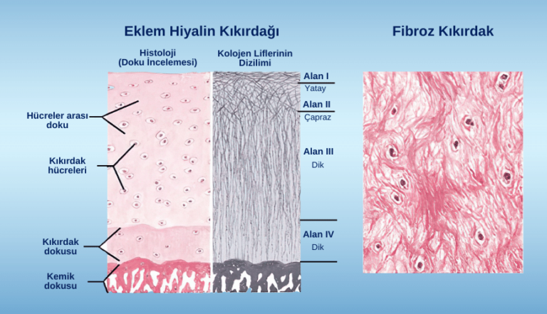 Kıkırdak Onarımında Osteokondral Allogreft Nakli Tedavisi | Kayhan Turan | Robotik Ortopedi ...